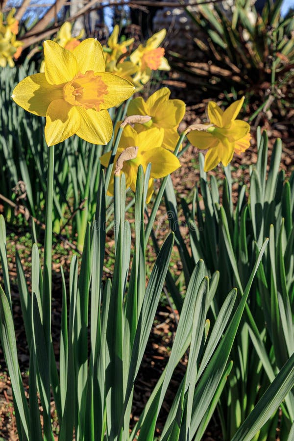 Early Spring Dafodils stock image. Image of terrestrial - 214155203