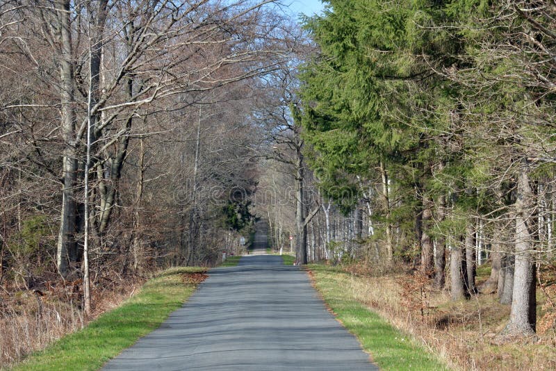 An Early Spring Day in the Forest in Denmark Stock Photo - Image of ...