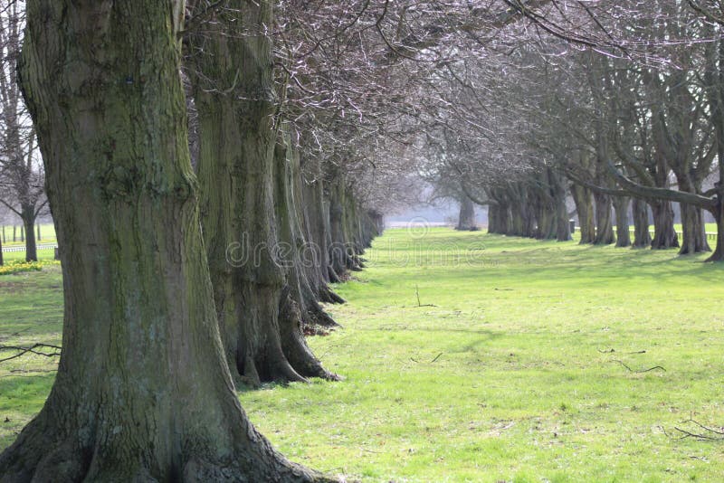 Tree Lined Paths Full of Blossom Stock Image - Image of tree, path ...
