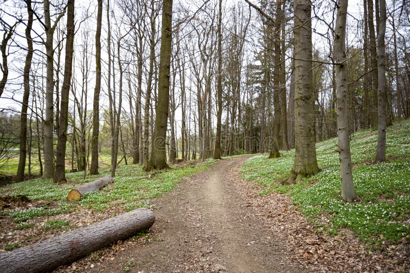 Early Spring Deciduous Forest with Flowering Wood Anemone Stock Image ...