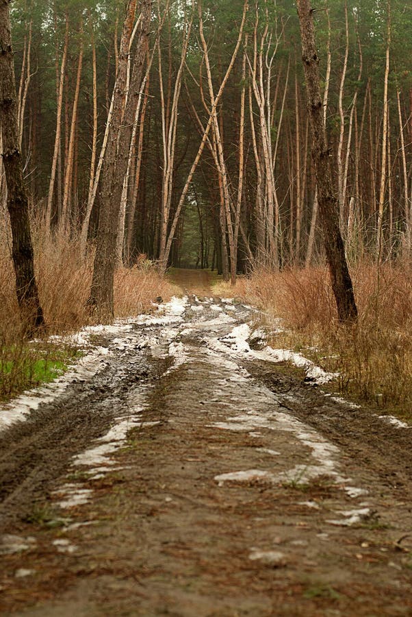 Early Spring Dirty Forest Road Stock Image - Image of branch, path ...