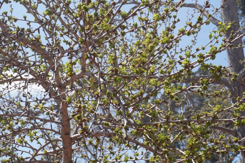 Budding Tree in Early Spring Stock Image - Image of spring, tree: 143101395