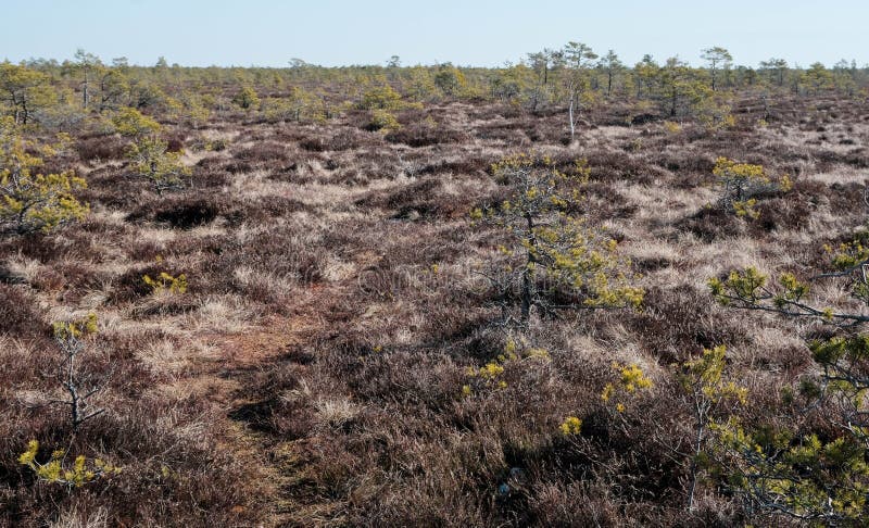 Early Spring in the Estonian Swamp Tuhu. March. Stock Photo - Image of ...