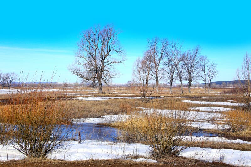 Early spring in the field stock image. Image of native - 53381367