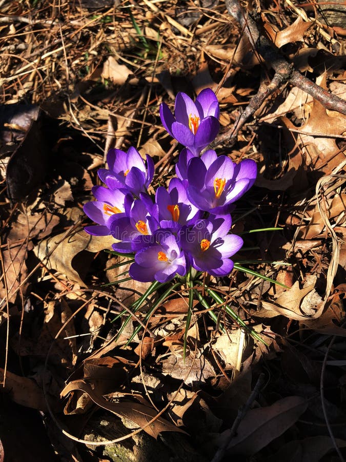 Beautiful crocuses blossom stock photo. Image of colour - 38839094