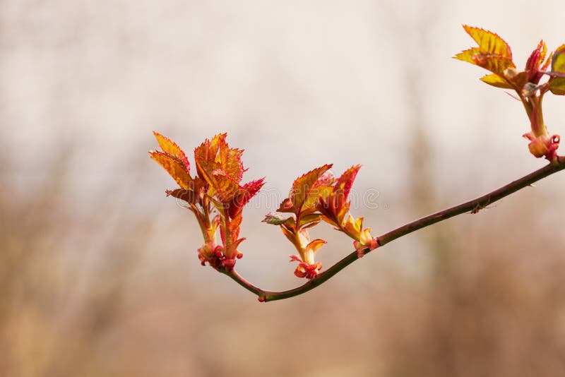In Early Spring, the First Leaves on the Tree Appear from the Buds ...