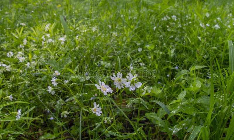 Early Spring the First White Flowers of the Forest Stock Photo - Image ...
