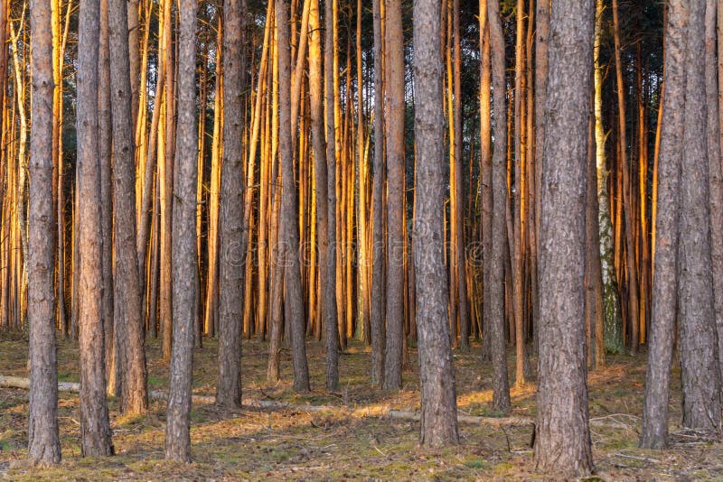 Early Spring Flight Across a Small Forest Road. Stock Photo - Image of ...