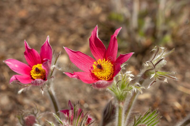 Early Spring Flower. Pasque Flower (or Pasqueflower Stock Photo - Image ...