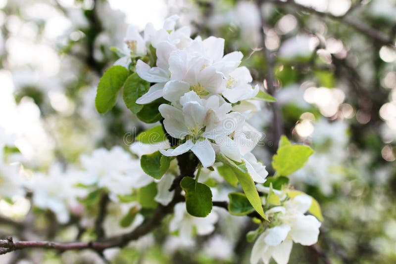 Early Spring Flowering Apple Tree with Bright White Flowers Stock Image ...