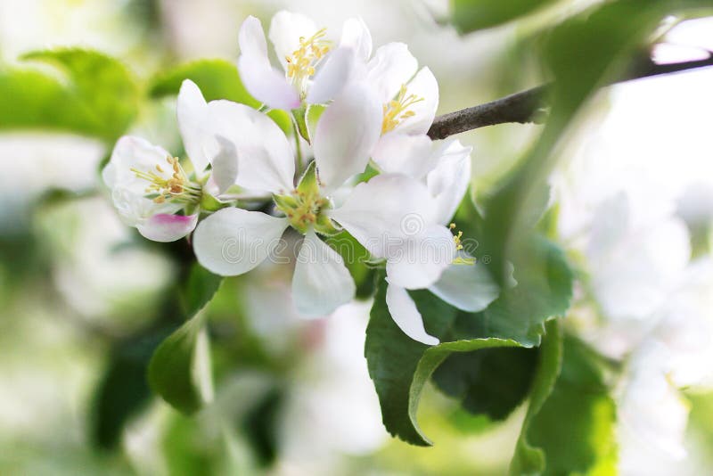 Early Spring Flowering Apple Tree with Bright White Flowers Stock Photo ...