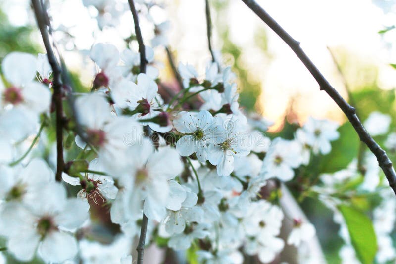 Early Spring Flowering Apple Tree with Bright White Flowers Stock Image ...