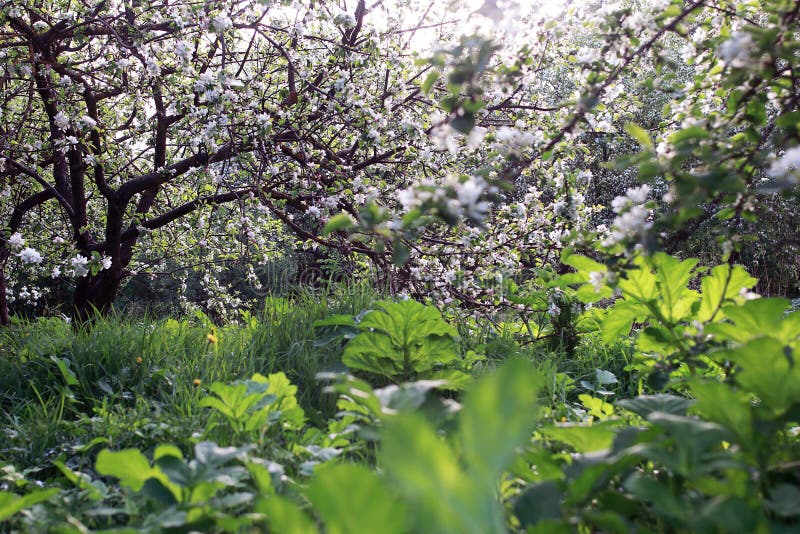Early Spring Flowering Apple Tree with Bright White Flowers Stock Image ...