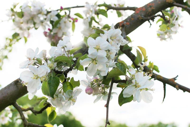 Early Spring Flowering Apple Tree with Bright White Flowers Stock Image ...