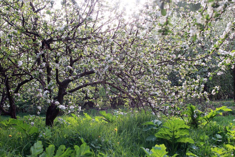 Early Spring Flowering Apple Tree with Bright White Flowers Stock Photo ...