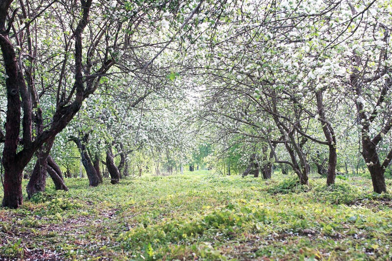 Early Spring Flowering Apple Tree with Bright White Flowers Stock Photo ...