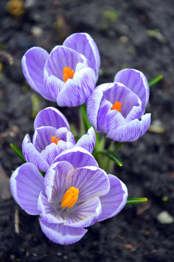 Early Spring Flowering Crocus Stock Image - Image of early, march ...