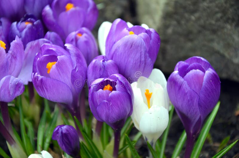 Early Spring Flowering Crocus Stock Photo - Image of meadow, flora ...