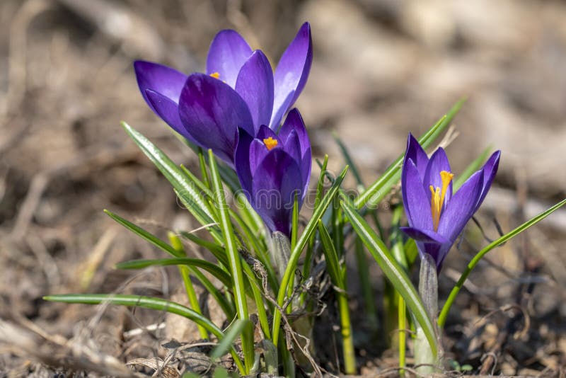 Early Spring, Flowering Crocus Family Crocus Ruby Giant Stock Photo ...