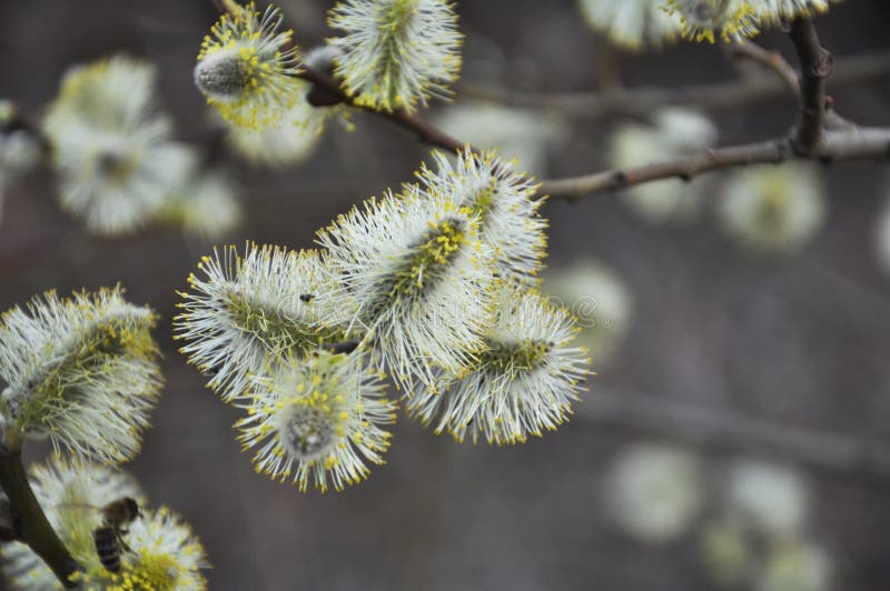 Early Spring Flowering Willow Salix Caprea Stock Image - Image of ...