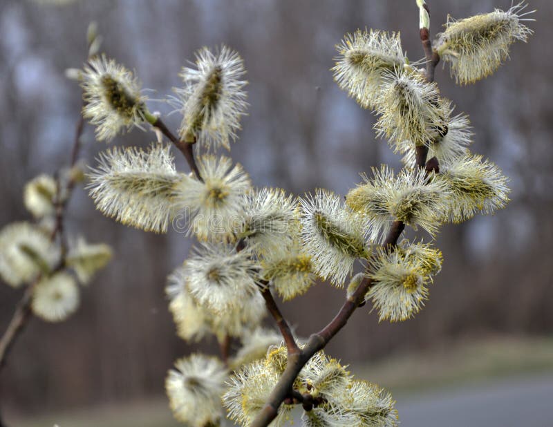 Early Spring Flowering Willow Salix Caprea Stock Image - Image of ...