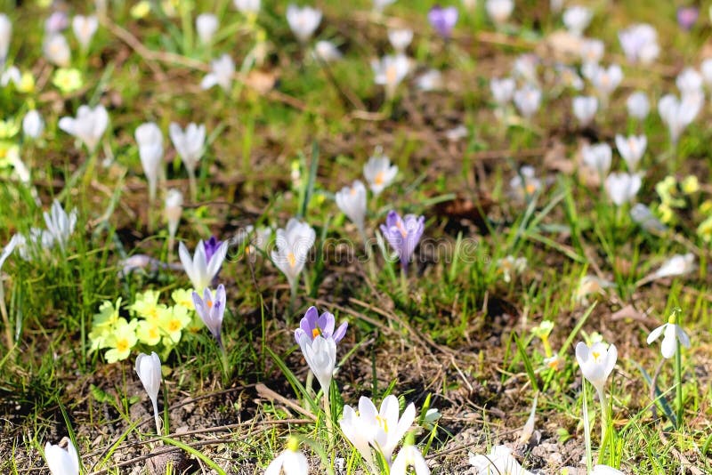 Early Spring Flowers stock photo. Image of forest, bright - 243476394