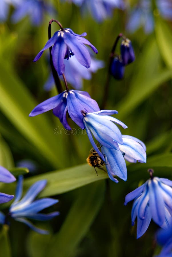Early spring flowers stock photo. Image of scilla, early - 4839484
