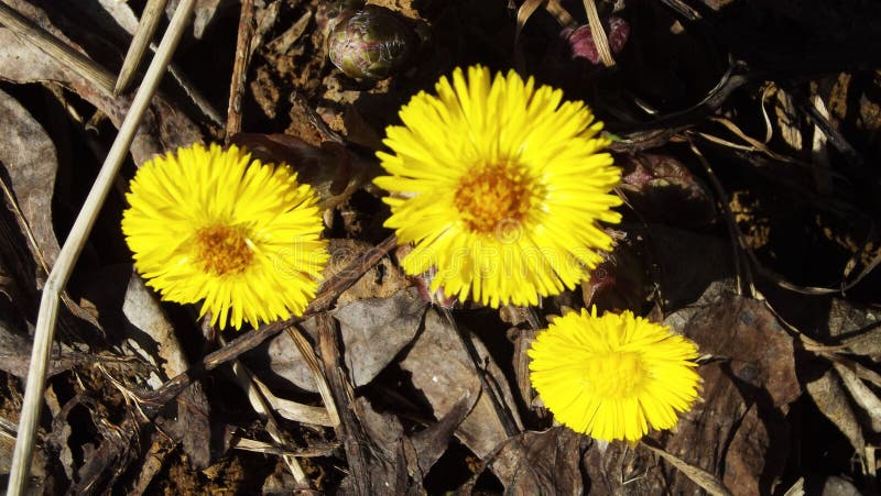 Early spring flowers. stock image. Image of grass, forest - 114958943