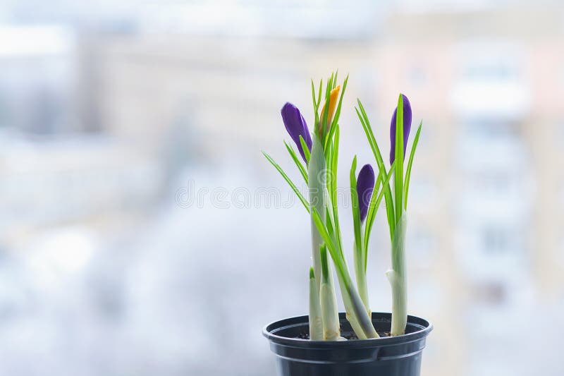 Early Spring Flowers and Love Sign Stock Image - Image of flowers, bulb ...