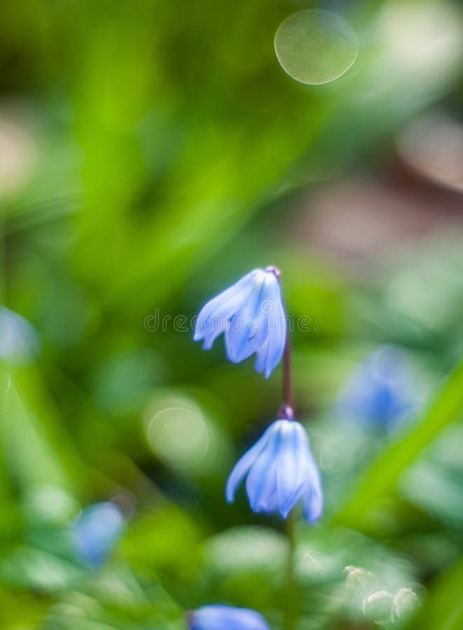 Early Spring Flowers on a Blurry Background with Leaves Stock Image ...