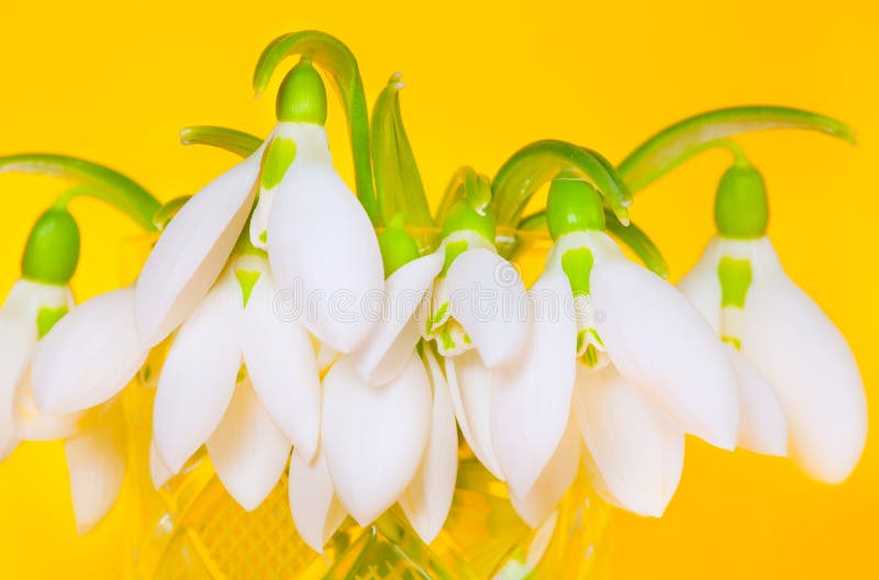 Early spring flowers stock photo. Image of symbols, decoration - 66457982