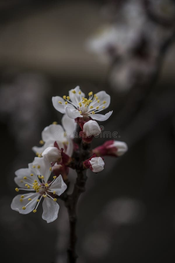 Early Spring Flowers stock image. Image of natural, nature - 348787235