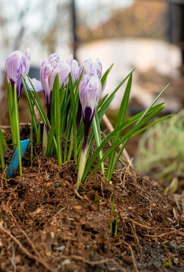 The Early Spring Flowers of the Crocus are Magnificent. Stock Image ...