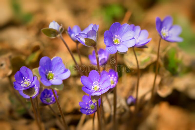 Early Spring Flowers in the Forest. Hepatica Stock Image - Image of ...