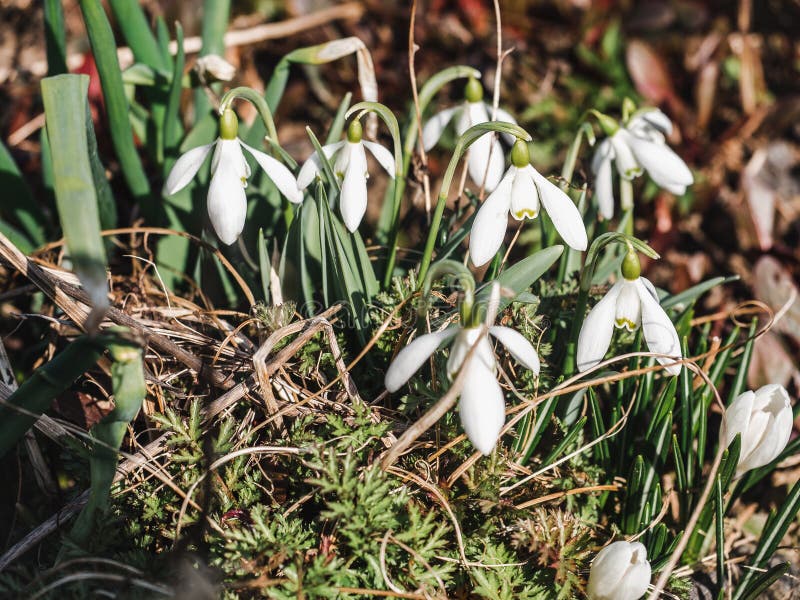 Early Spring Flowers on a Grass Background Stock Photo - Image of ...
