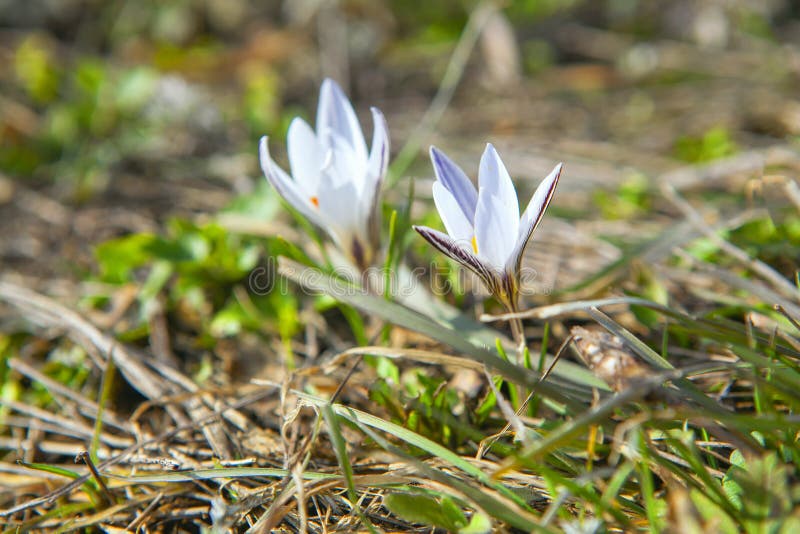 Early spring flowers stock image. Image of forest, background - 112404173