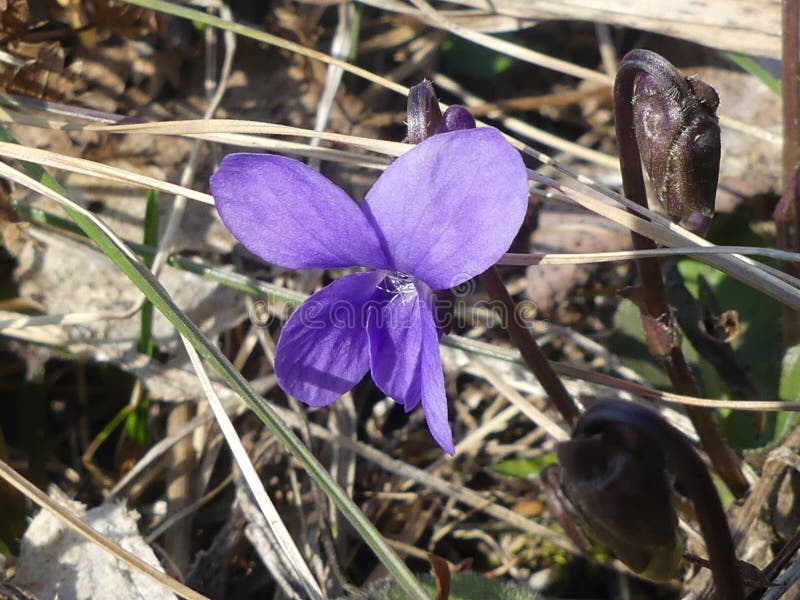 Early Spring with Flowers in My Garden Stock Photo - Image of flowers ...