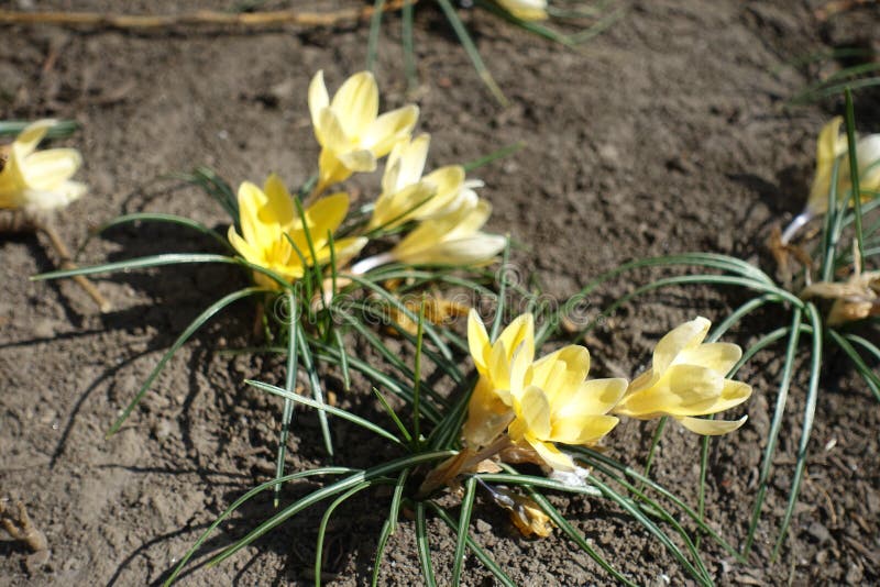 Early Spring Flowers of Yellow Crocuses Stock Image - Image of april ...