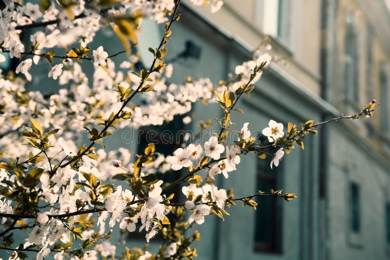 Early Spring Flowers on Tree in Spring Time Stock Image - Image of ...