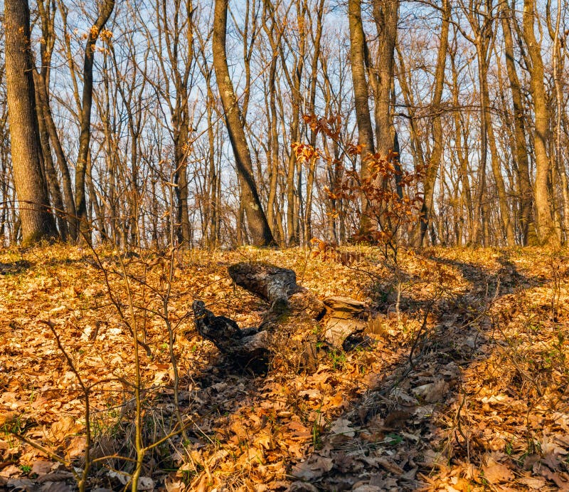 Early spring in the forest stock image. Image of mountains - 144505193