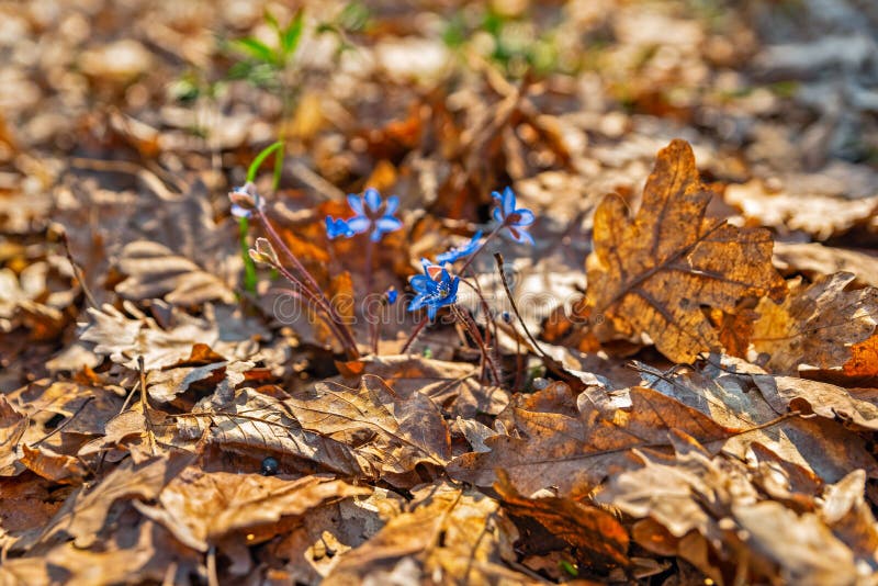 Early spring in the forest stock photo. Image of nature - 144505322