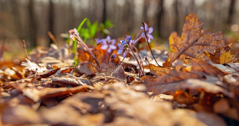Early spring in the forest stock photo. Image of hiking - 144505510