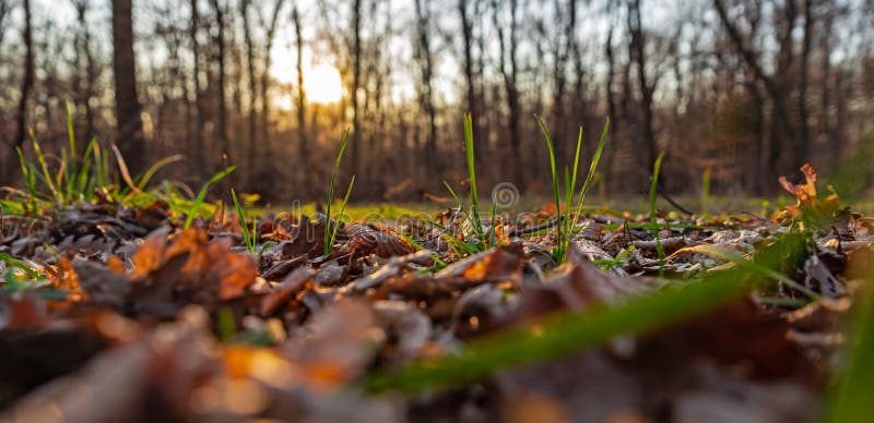 Early spring in the forest stock image. Image of clouds - 144508223