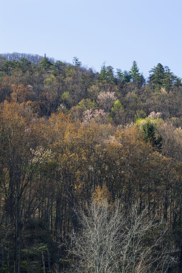 Early Spring Foliage, Wears Valley, TN Stock Image - Image of color ...
