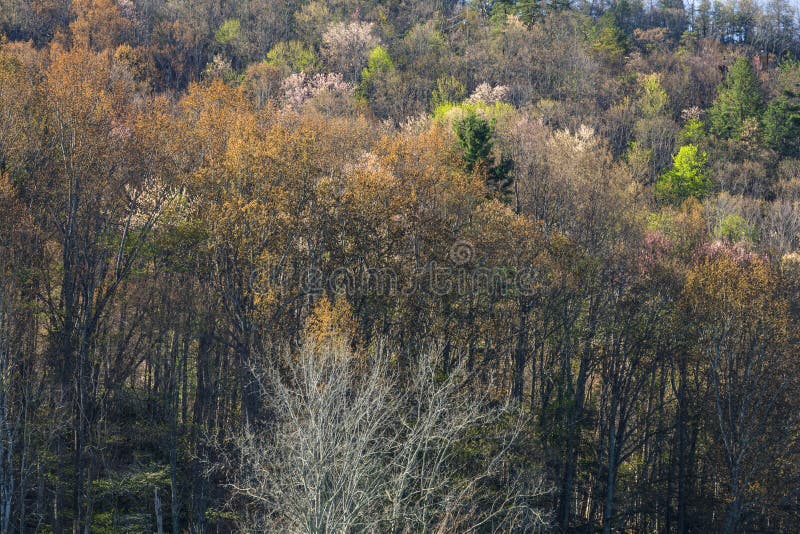 Early Spring Foliage, Wears Valley, TN Stock Image - Image of nature ...