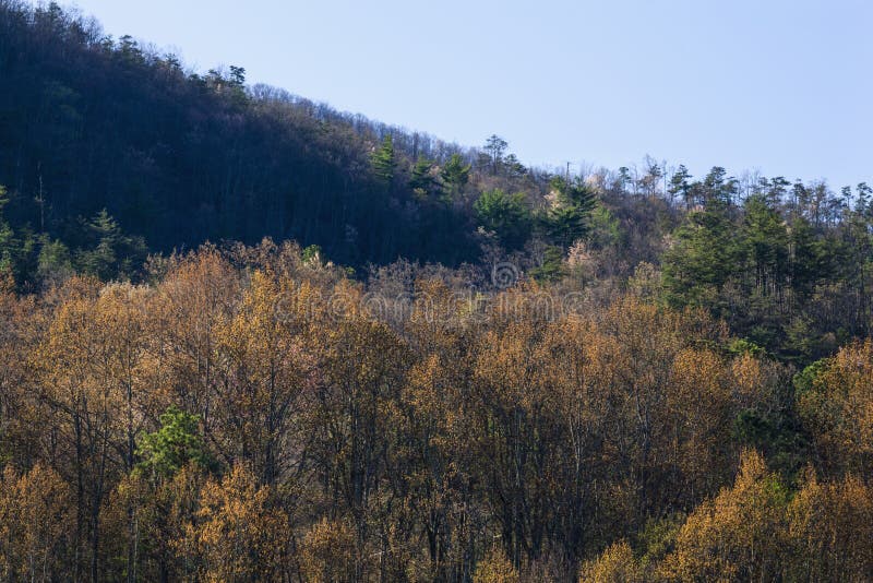 Early Spring Foliage, Wears Valley, TN Stock Image - Image of ...