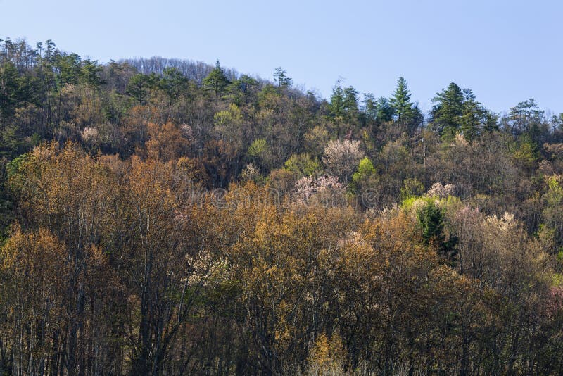 Early Spring Foliage, Wears Valley, TN Stock Photo - Image of sunshine ...