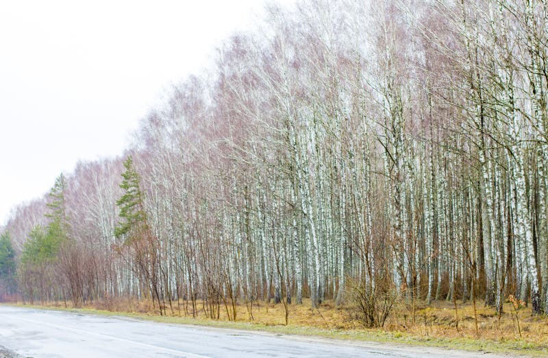 Early Spring in the Forest. Spring Stock Photo - Image of snow ...