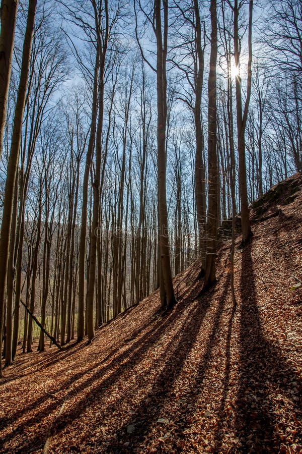 Early spring forest stock photo. Image of born, enviroment - 39773110