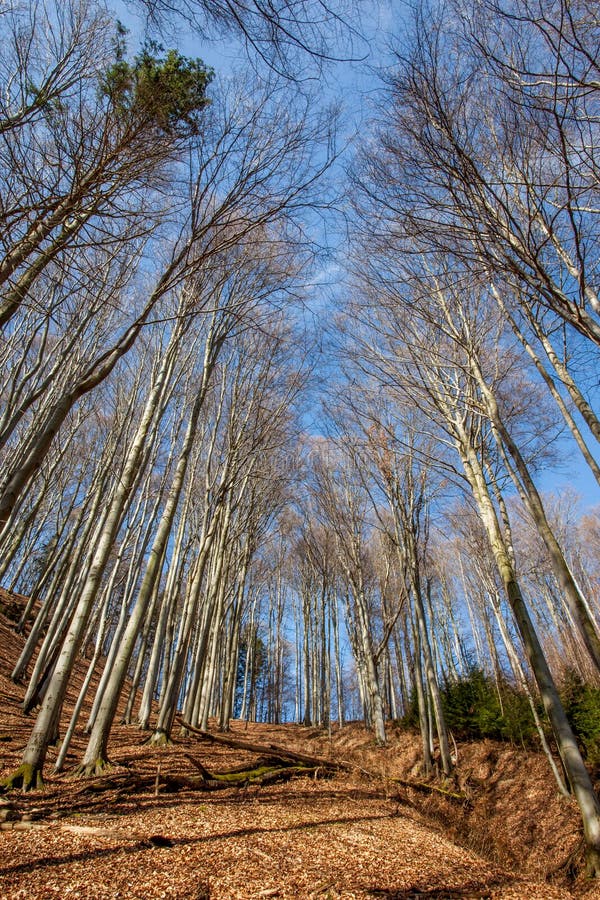 Early spring forest stock photo. Image of green, bloom - 39773804